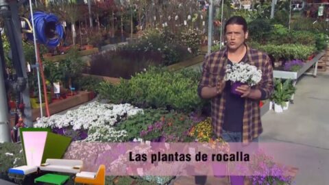 PLANTAS PERFECTAS para JARDINES de ROCALLA - ¡Descúbrelas!