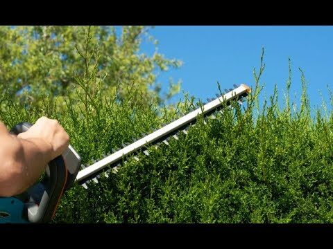 PODA de Setos: Guía COMPLETA para CUALQUIER ÉPOCA